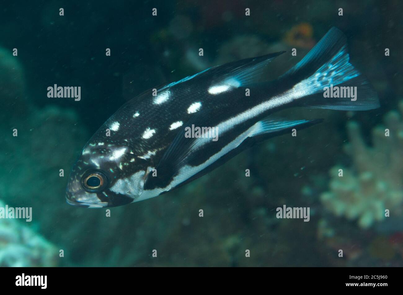 Juvenile Midnight Snapper, Macolor macularis, with subadult markings ...