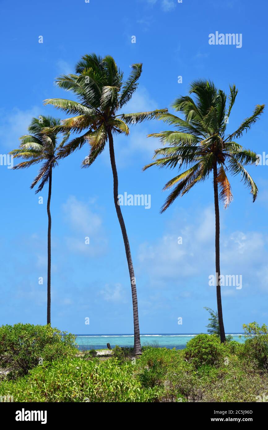 Three palm trees on the ocean shore, Paje, Zanzibar, Tanzania. Zanzibar ...