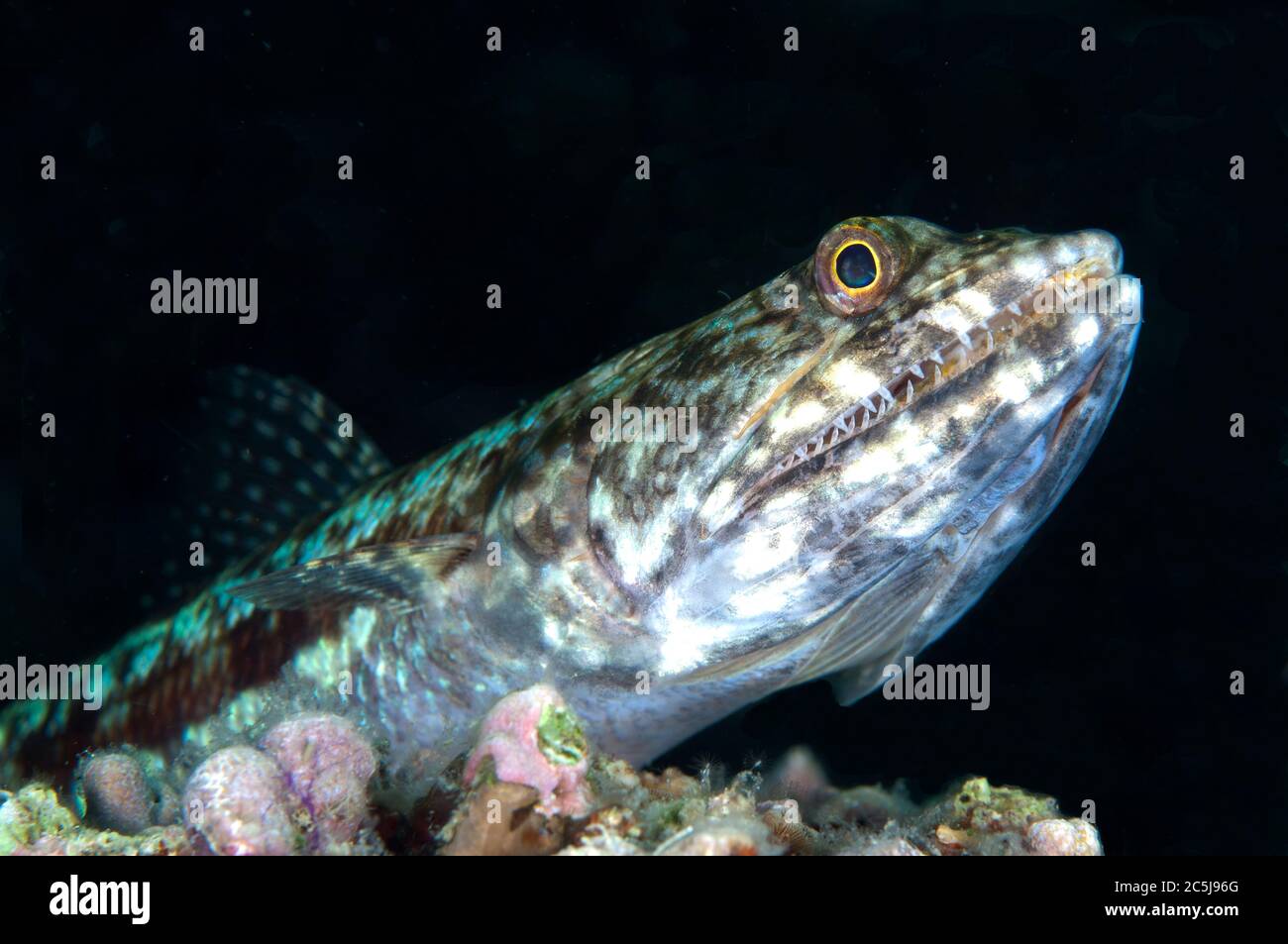 Reef Lizardfish, Synodus variegatus, Pulau Putus dive site, Lembeh ...