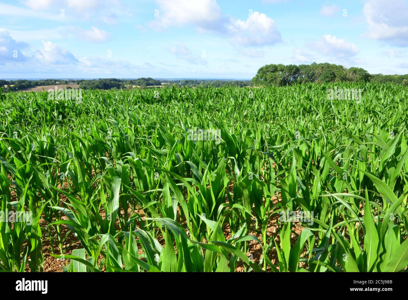 Corn Fields in England in early July Stock Photo - Alamy