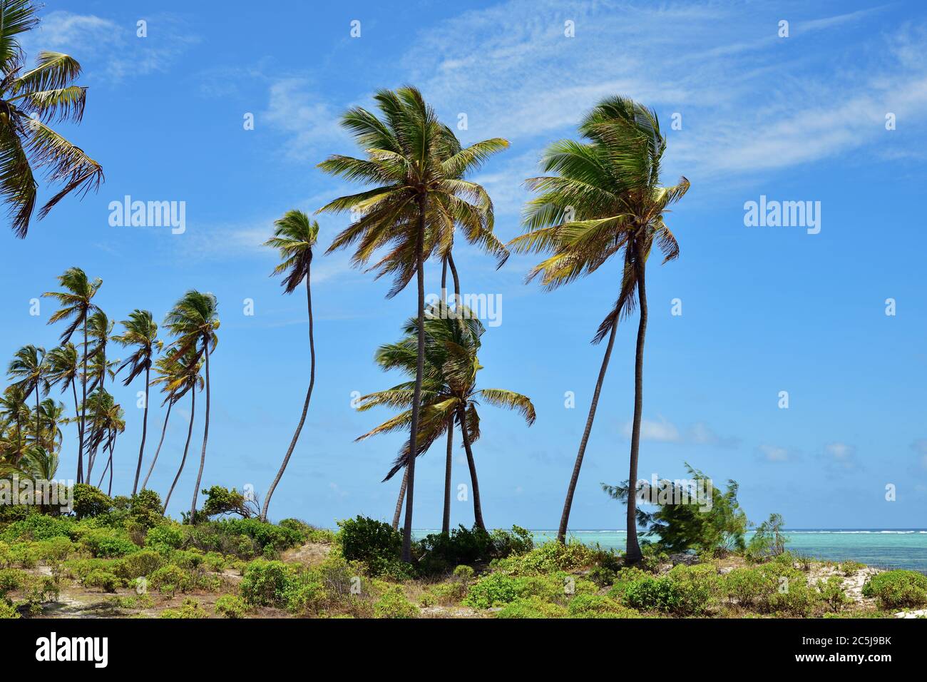 Three palm trees on the ocean shore, Paje, Zanzibar, Tanzania. Zanzibar ...