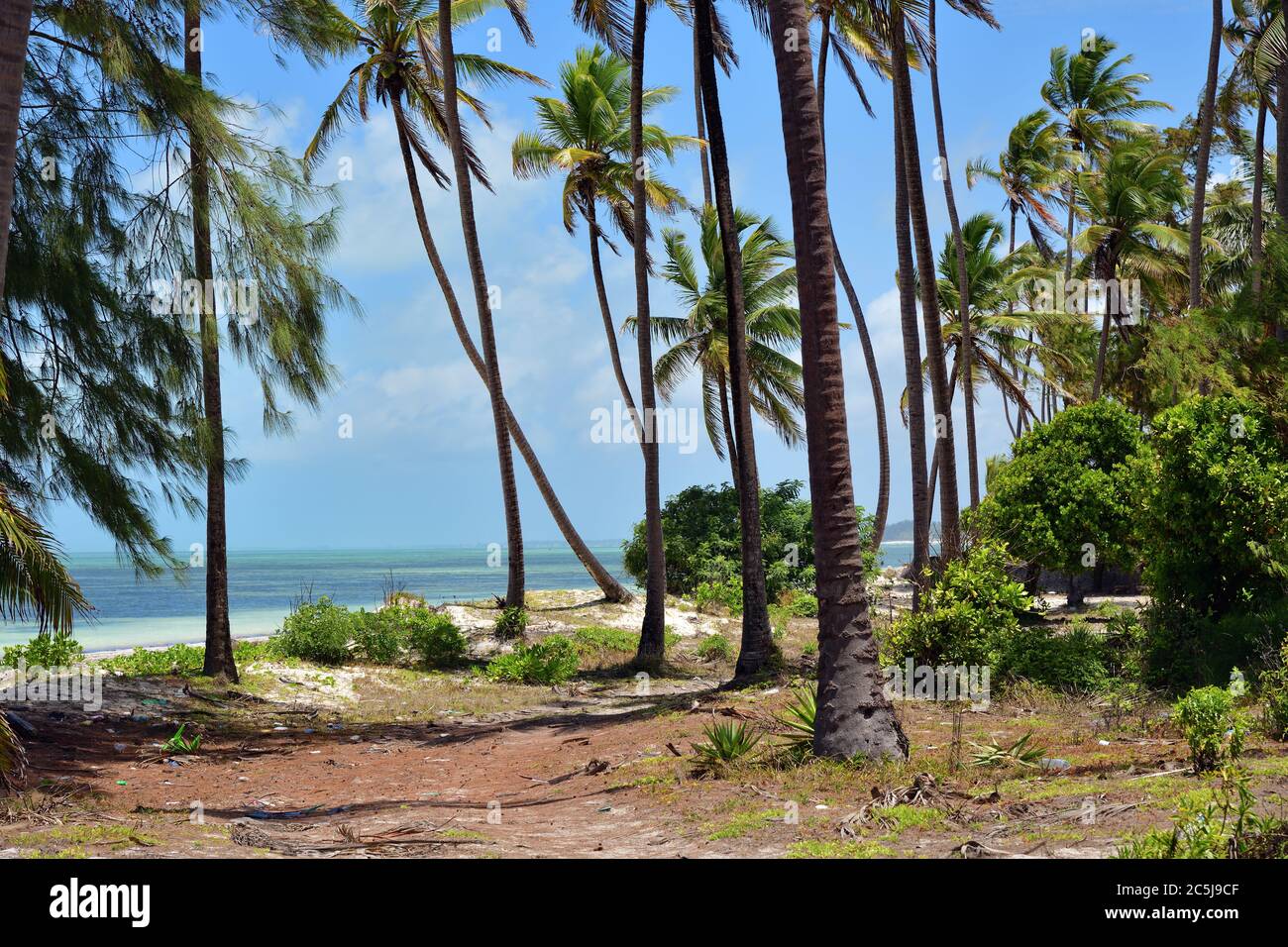 Palm trees on the ocean shore, Paje, Zanzibar, Tanzania. Zanzibar ...