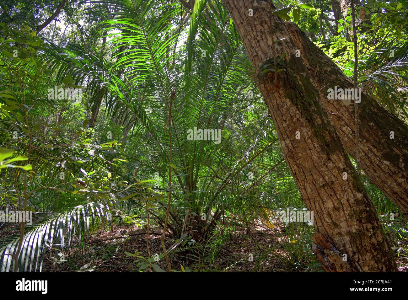 Zanzibar Jozani rain forest. Jozani-Chwaka Bay Conservation area ...