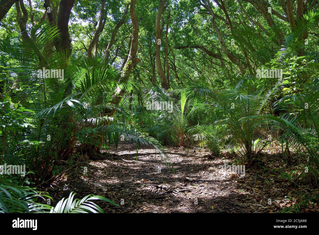 Trekking path in Zanzibar Jozani rain forest. Jozani-Chwaka Bay ...