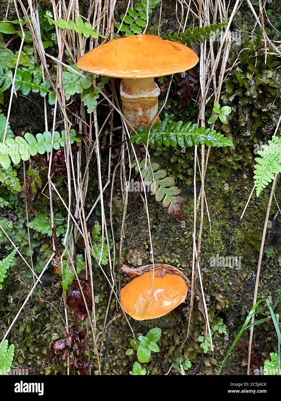 Suillus fungi, Suillus grevillei (Klotzsch) Singer - Larch Bolete ...