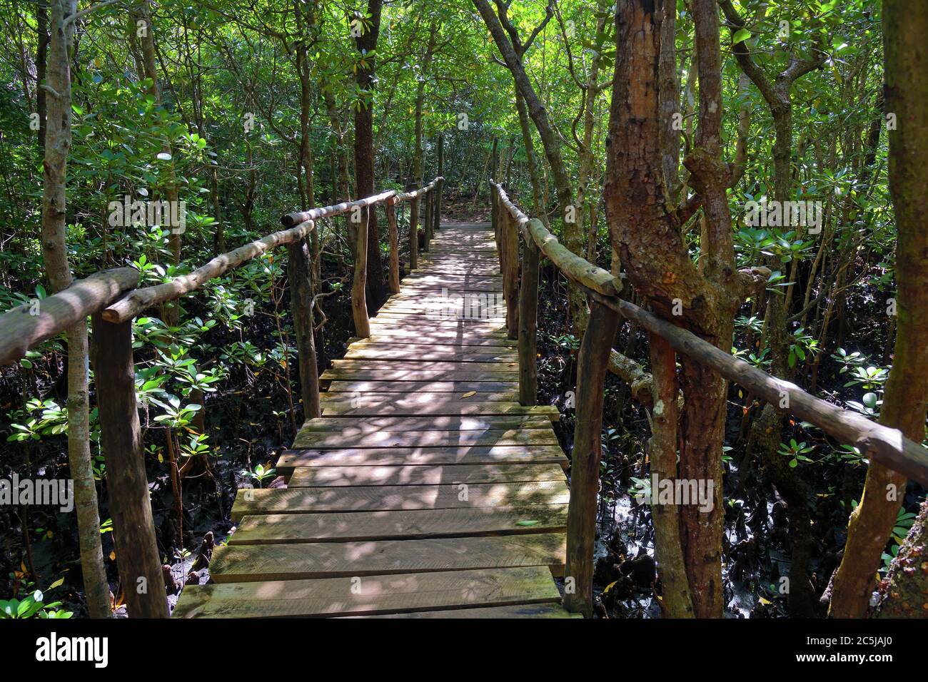 Wooden bridge in dense mangrove forest. Tanzania, Zanzibar. Africa ...