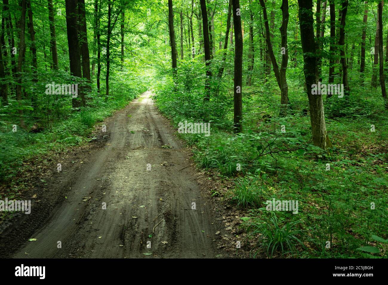 Dense pathway hi-res stock photography and images - Alamy