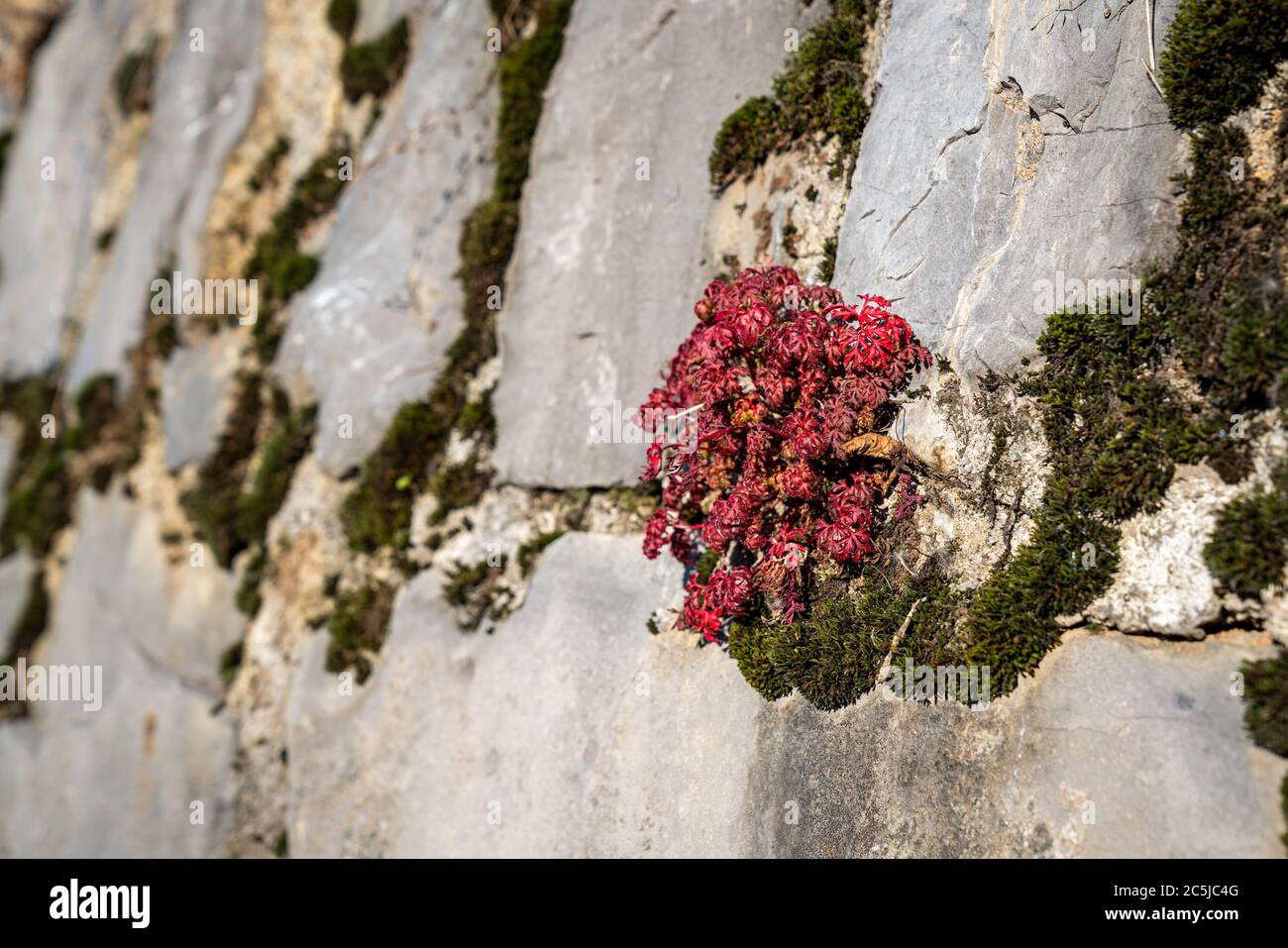 red alpine plant growing on on rock at mountains,sunny day Orobie alps ...