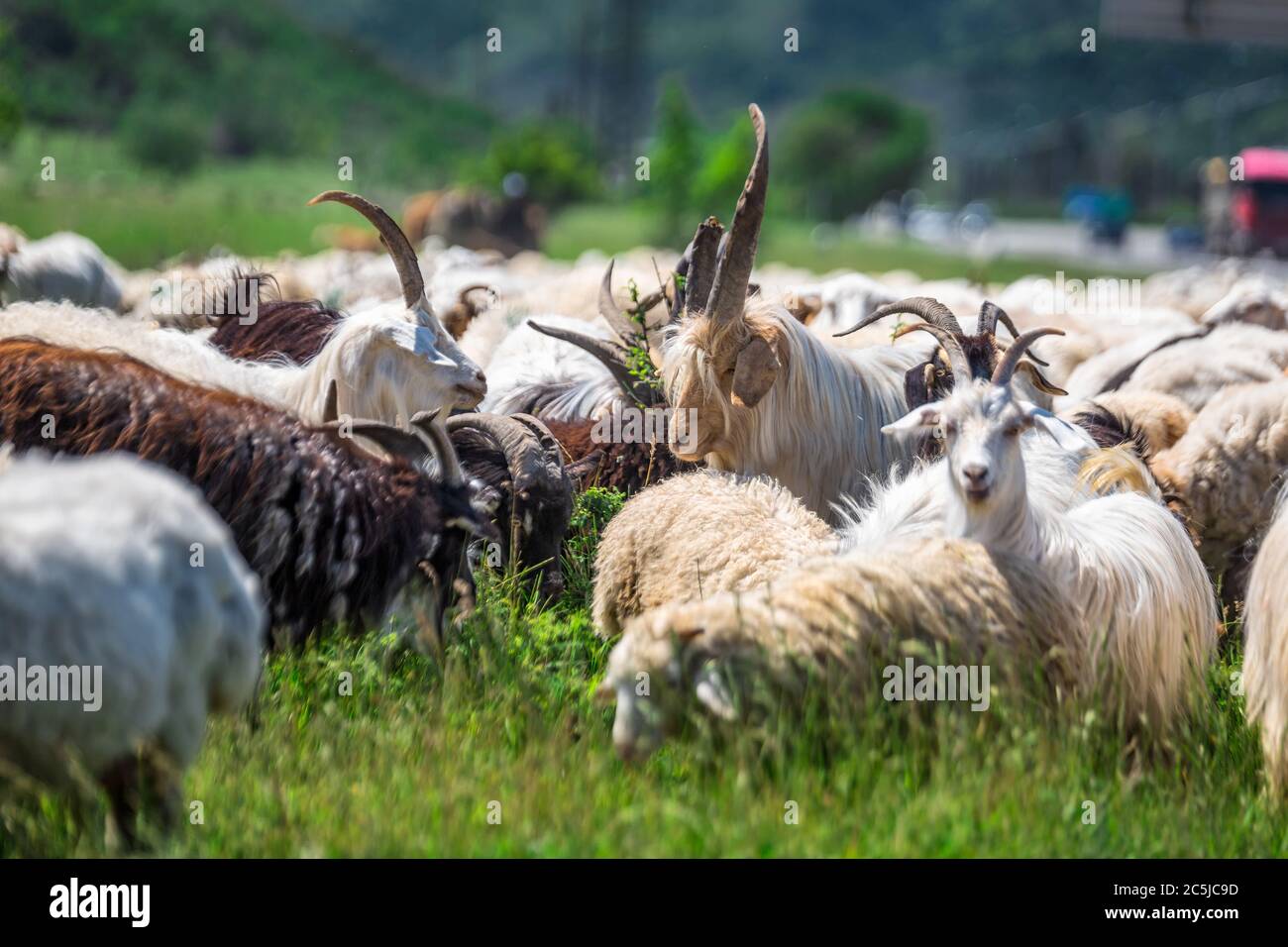 Georgia Farm Goat High Resolution Stock Photography and Images - Alamy