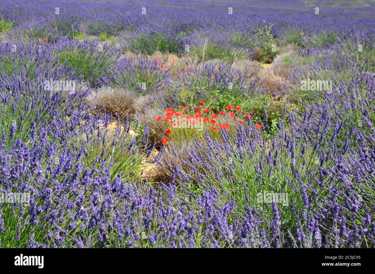 Lavender and poppies hi-res stock photography and images - Alamy