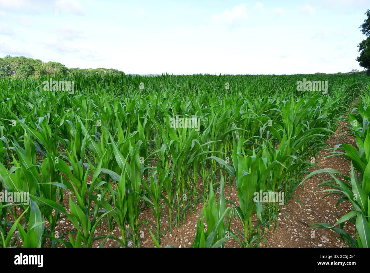 Windy day in early summer hi-res stock photography and images - Alamy