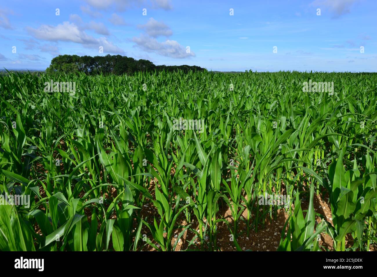 Corn Fields in England in early July Stock Photo - Alamy
