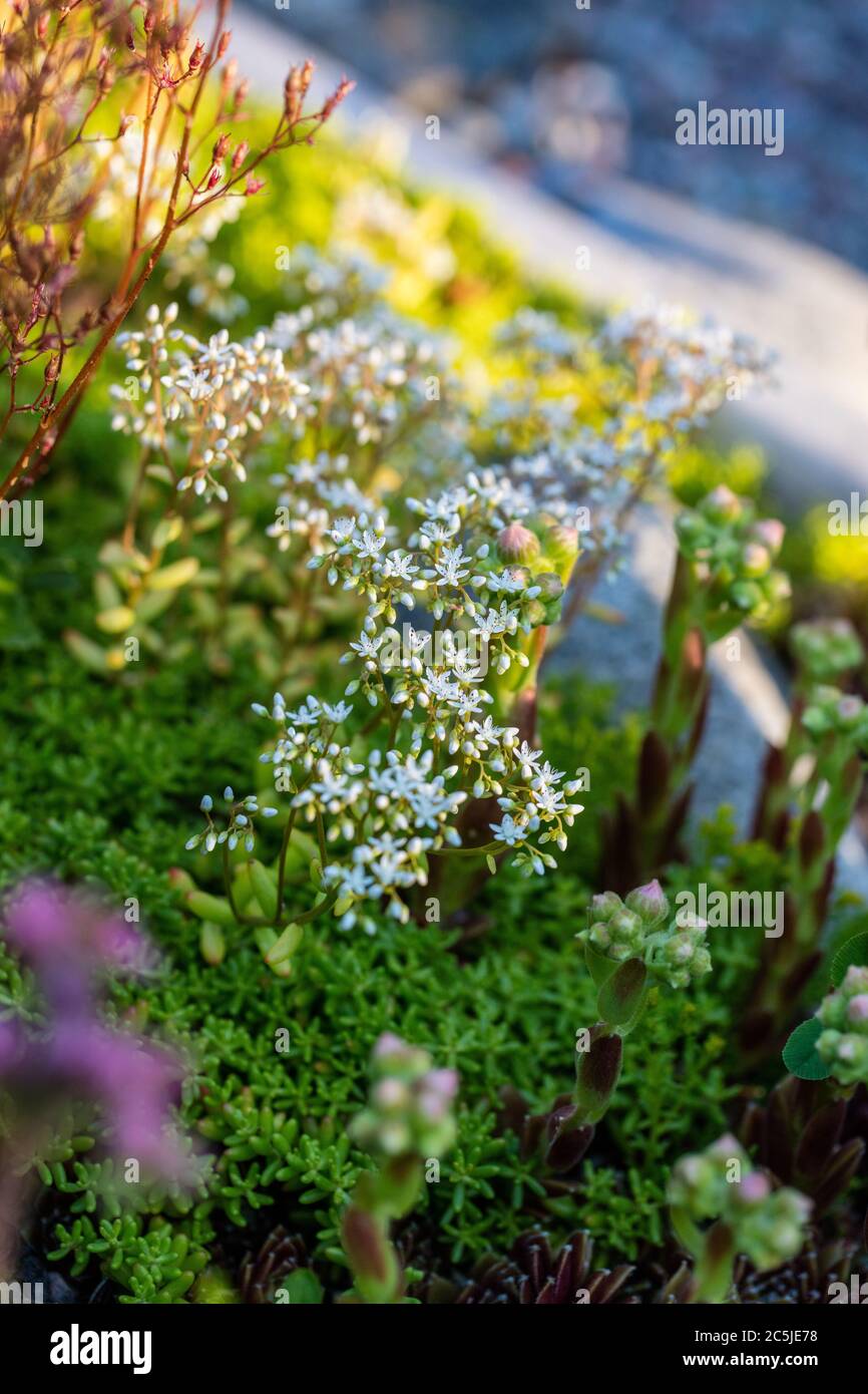 'Coral Carpet' White Stonecrop, Vit fetknopp (Sedum album Stock Photo ...