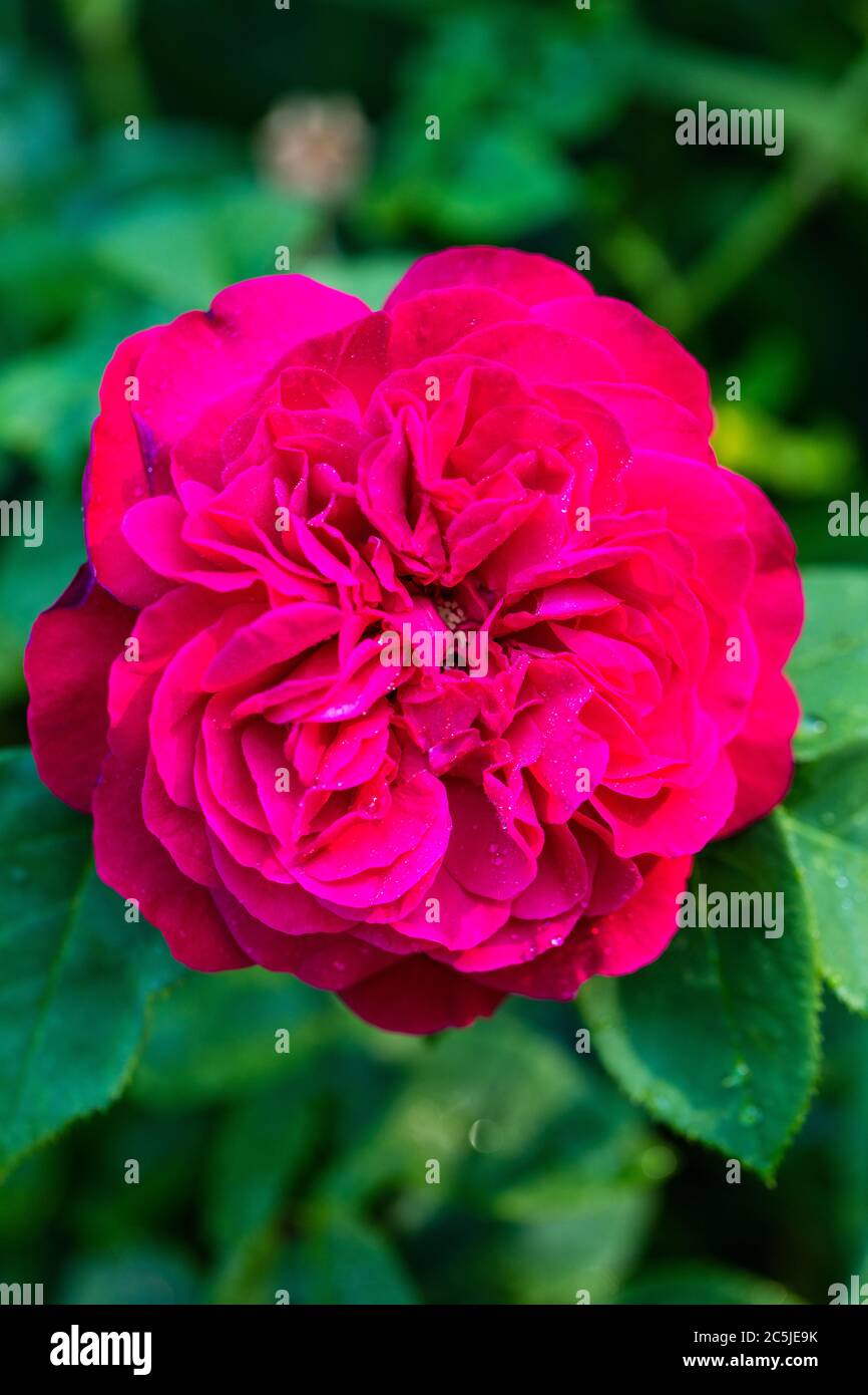 'LD Braithwaite, Auscrim' Austin Rose, Engelsk ros (Rosa Stock Photo ...