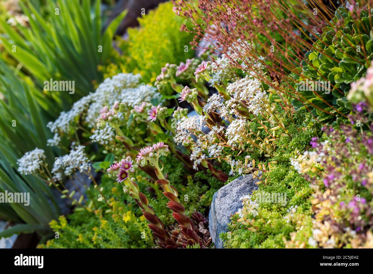 'Coral Carpet' White Stonecrop, Vit fetknopp (Sedum album Stock Photo ...