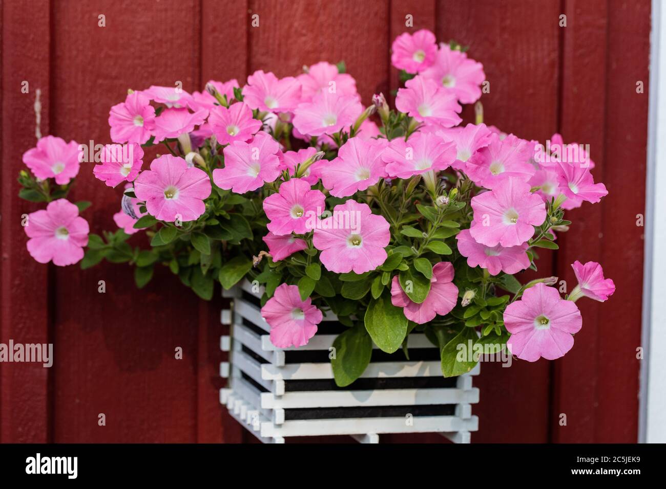 'Dekko Bright Pink' Common garden petunia, Petunia (Petunia hybrida ...