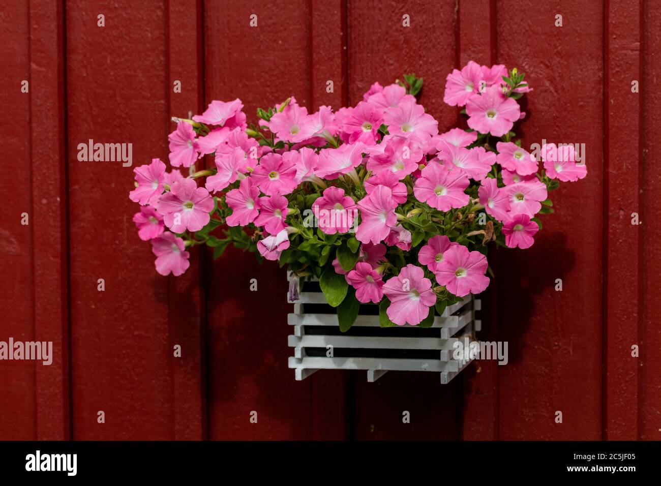 'Dekko Bright Pink' Common garden petunia, Petunia (Petunia hybrida ...