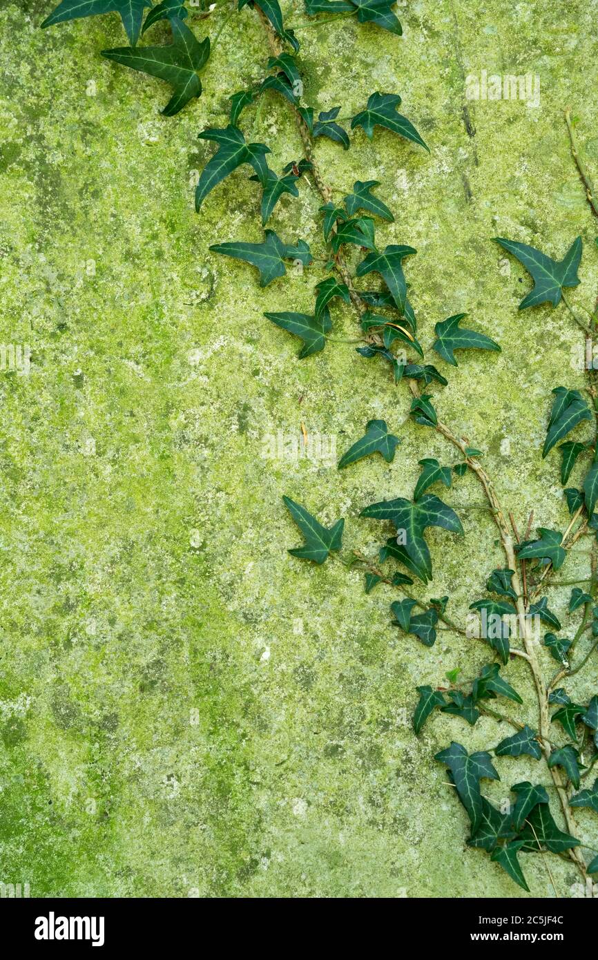 Stem pattern and texture hi-res stock photography and images - Alamy