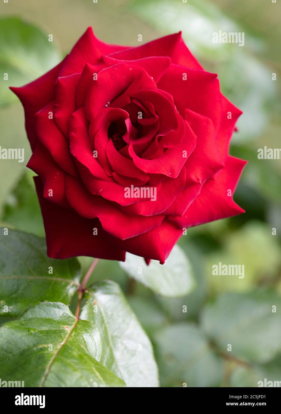 Ingrid bergman rose hi-res stock photography and images - Alamy
