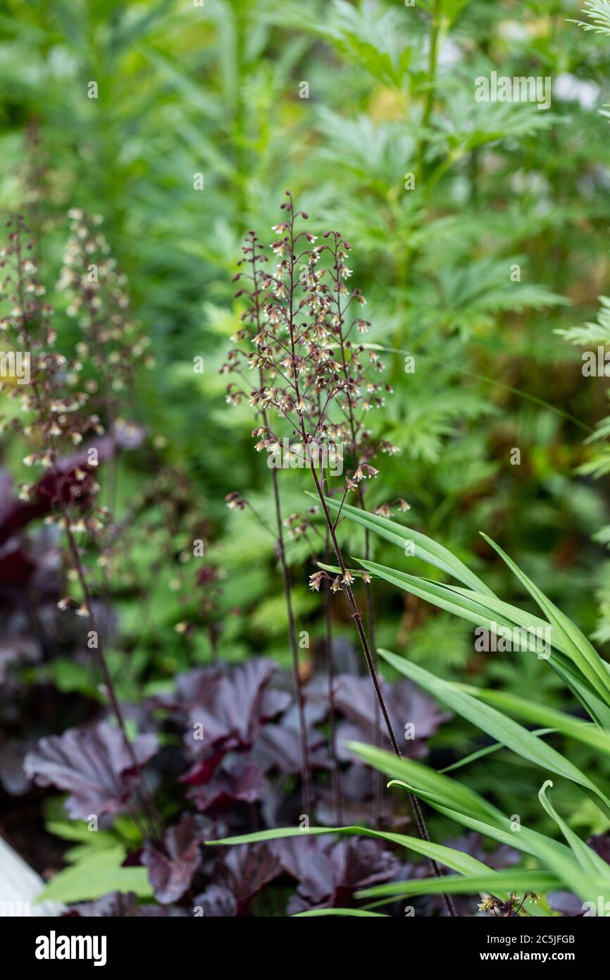 Heuchera Palace Purple High Resolution Stock Photography and Images - Alamy