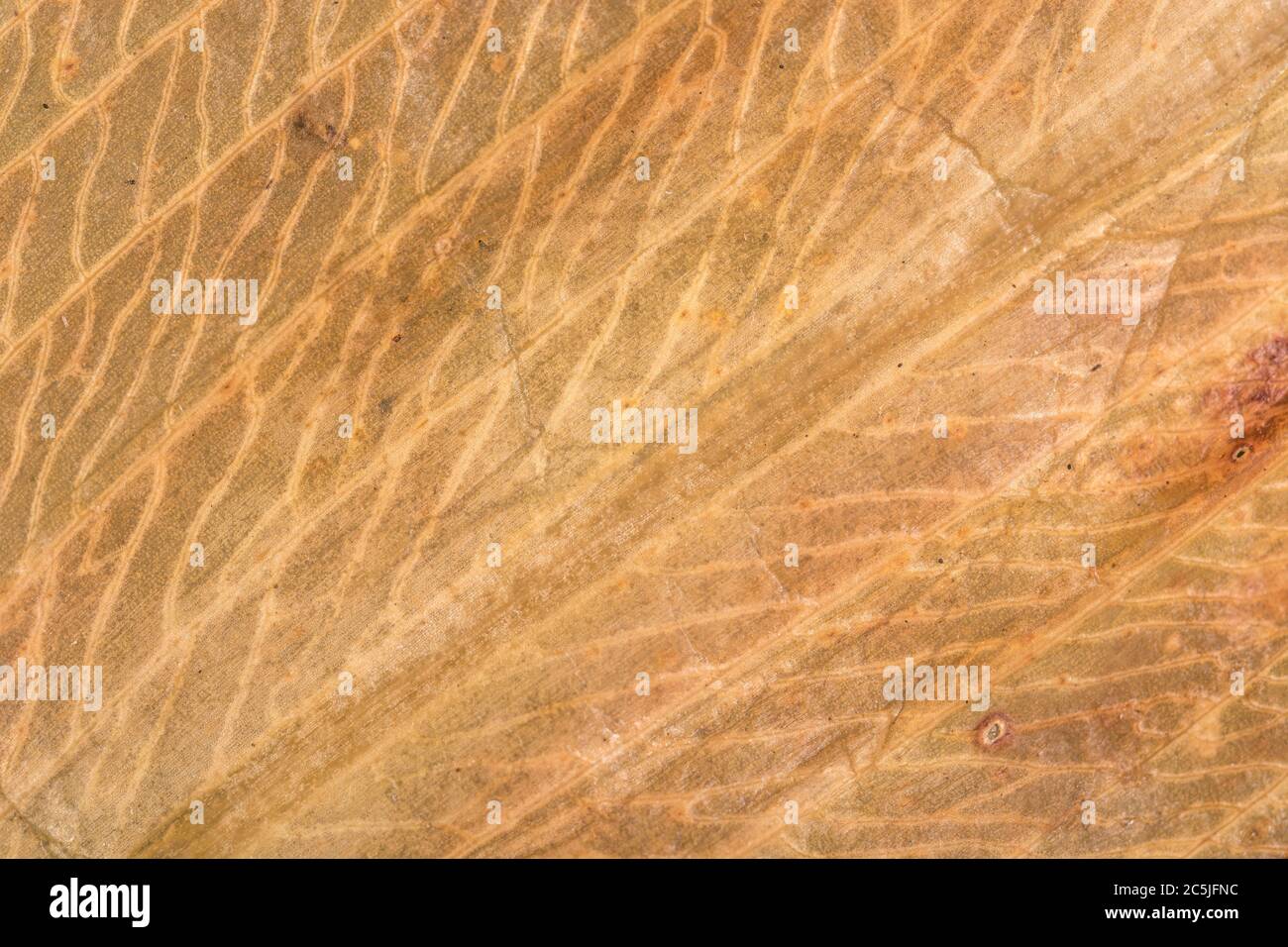 Extreme macro shot of rotting, decomposing, Allium ursinum / Ramsons ...
