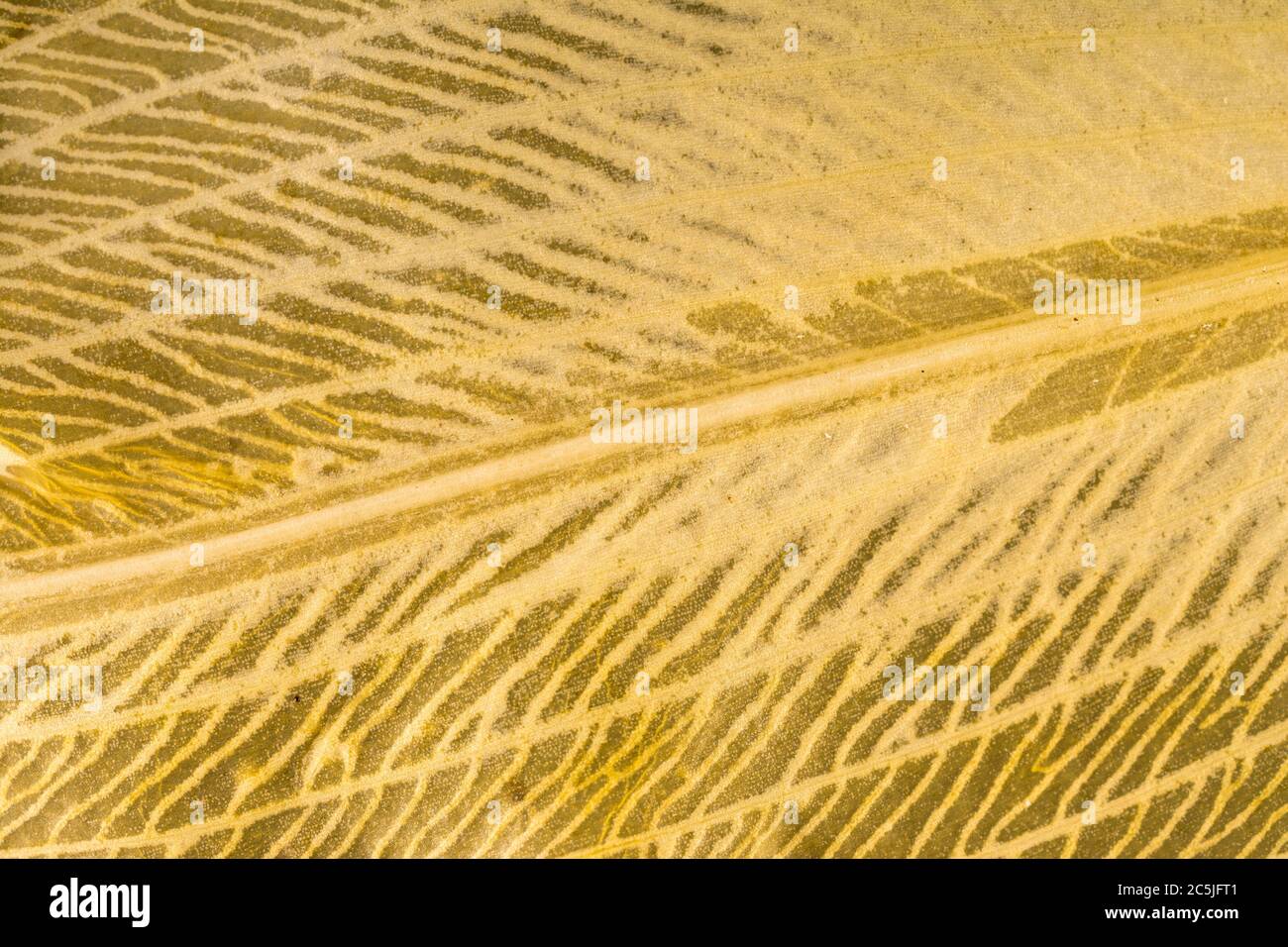 Decomposing Leaf High Resolution Stock Photography and Images - Alamy