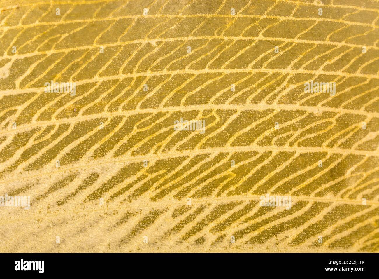 Dead leaf showing veins hi-res stock photography and images - Alamy