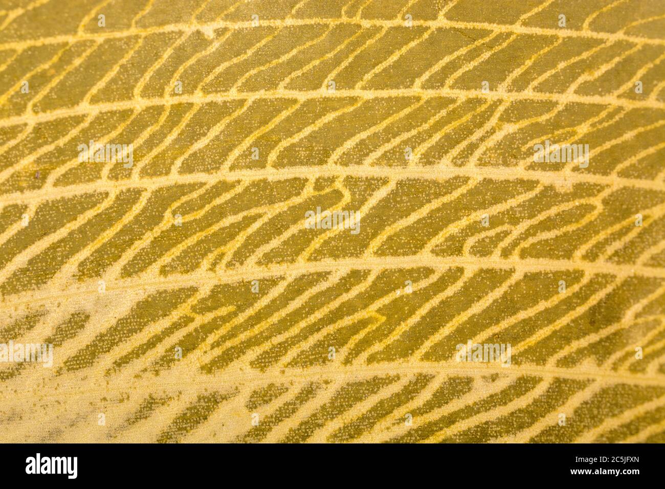 Extreme macro shot of rotting, decomposing, Allium ursinum / Ramsons ...