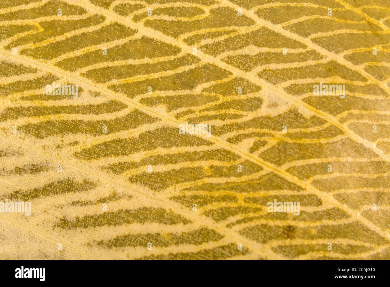 Dead ramsons leaf hi-res stock photography and images - Alamy