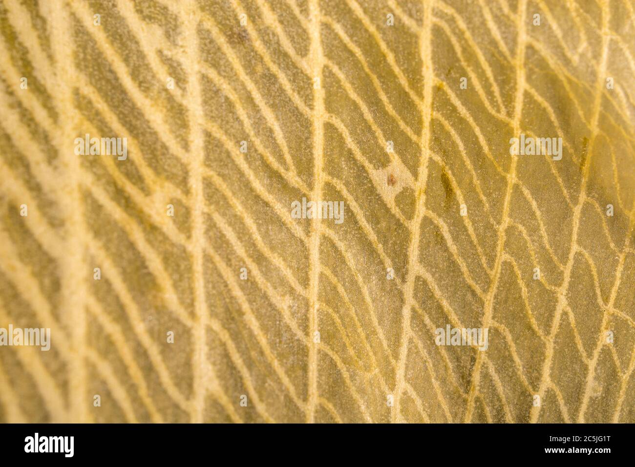 Decomposing Leaf High Resolution Stock Photography and Images - Alamy