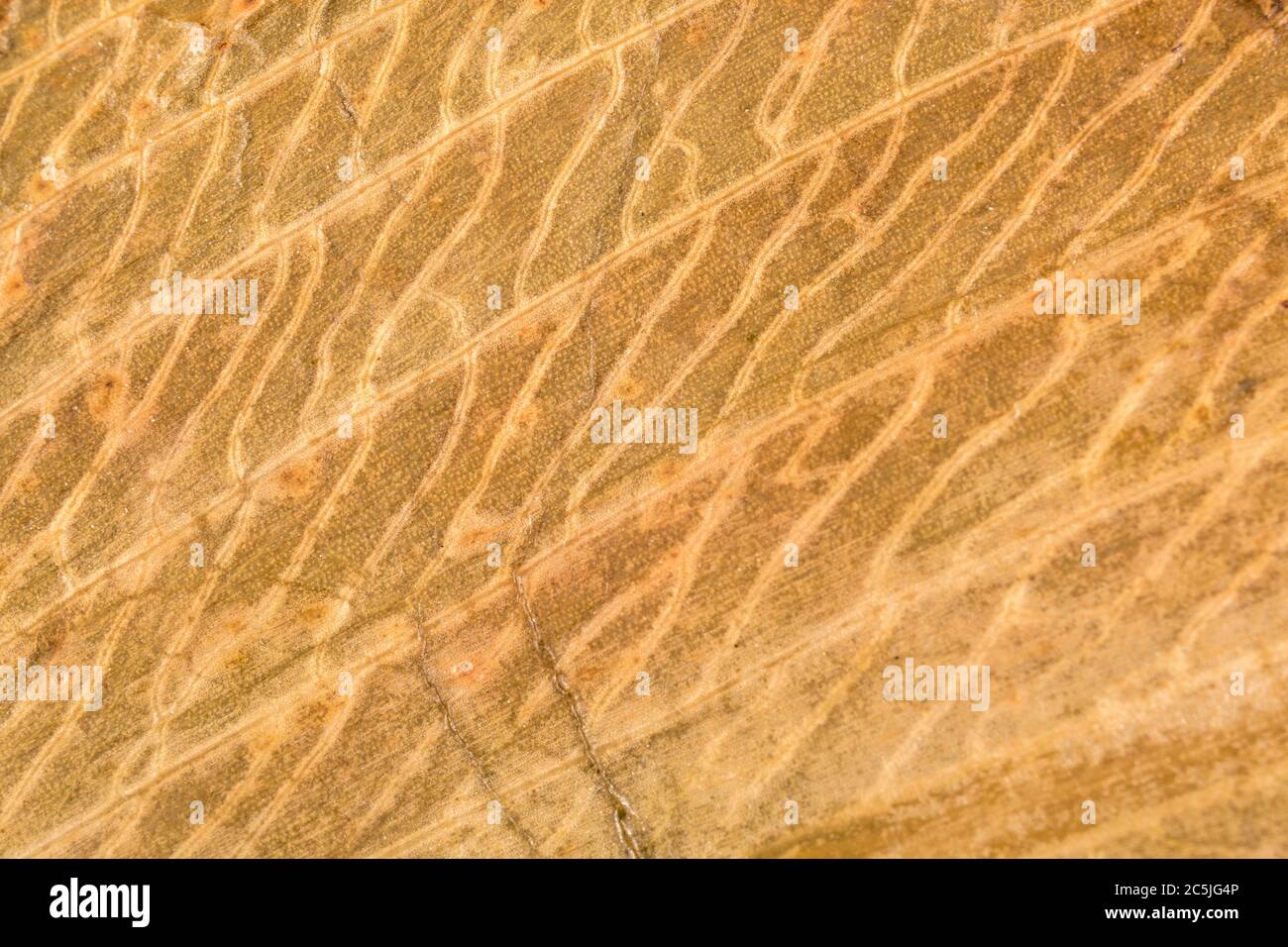 Aerobic decay hi-res stock photography and images - Alamy