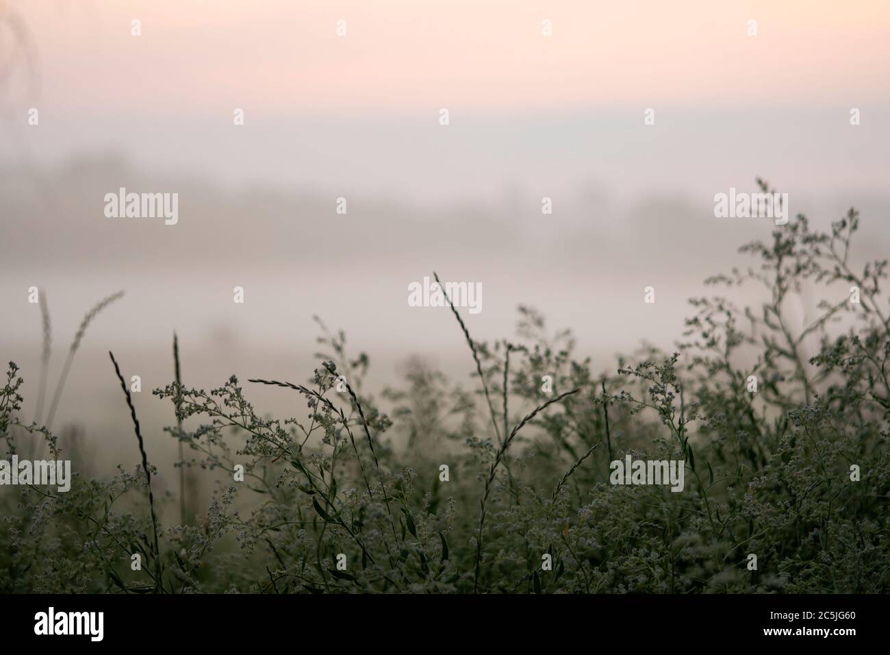 Plants in the fog hi-res stock photography and images - Alamy