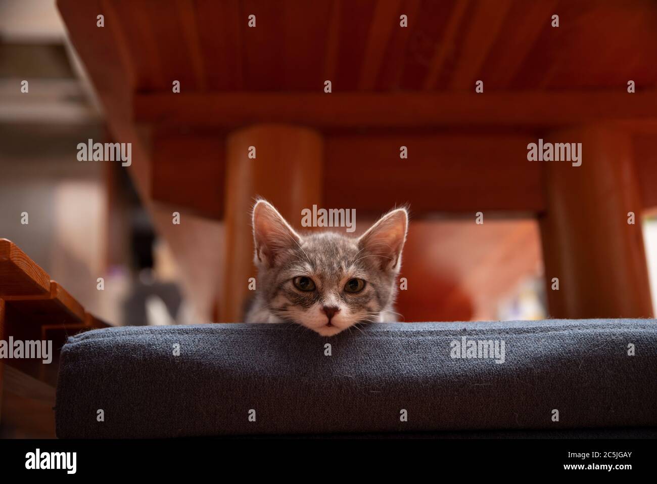 Kitten under table hi-res stock photography and images - Alamy