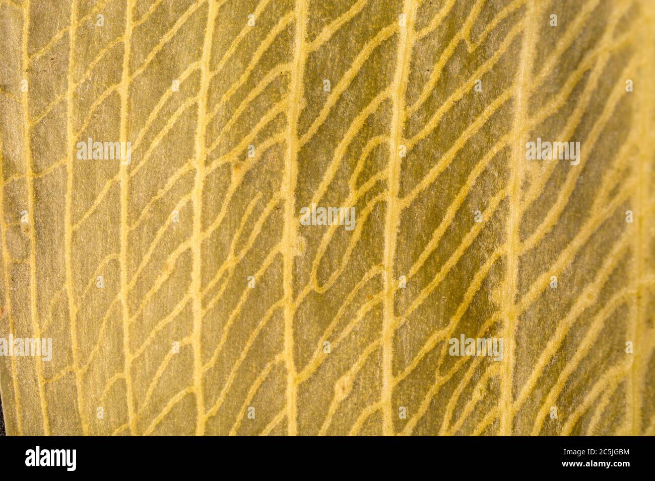 Extreme macro shot of rotting, decomposing, Allium ursinum / Ramsons ...