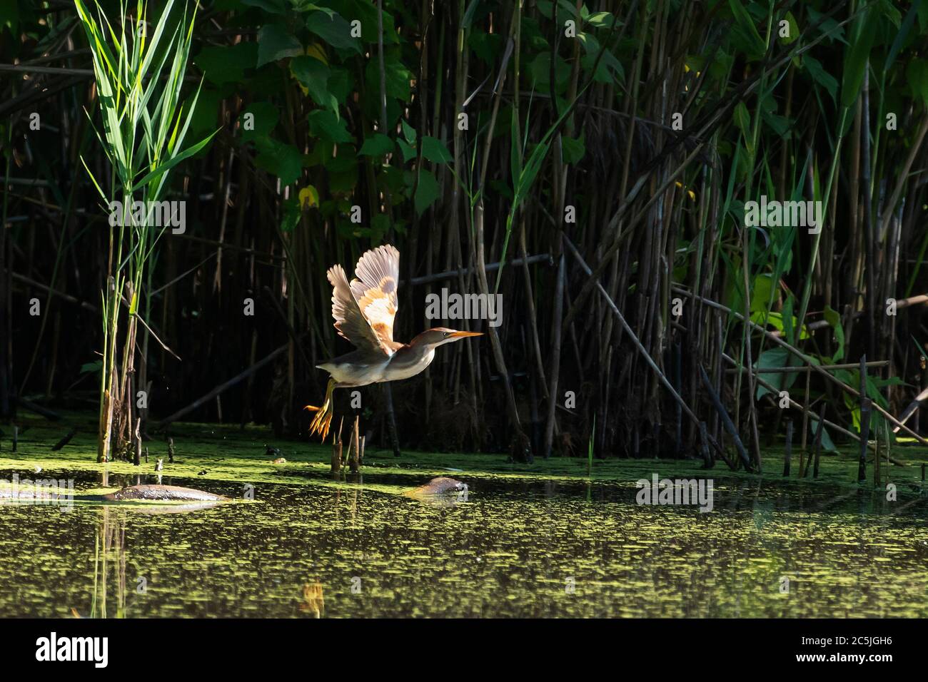 Fresh water flying bird hi-res stock photography and images - Alamy