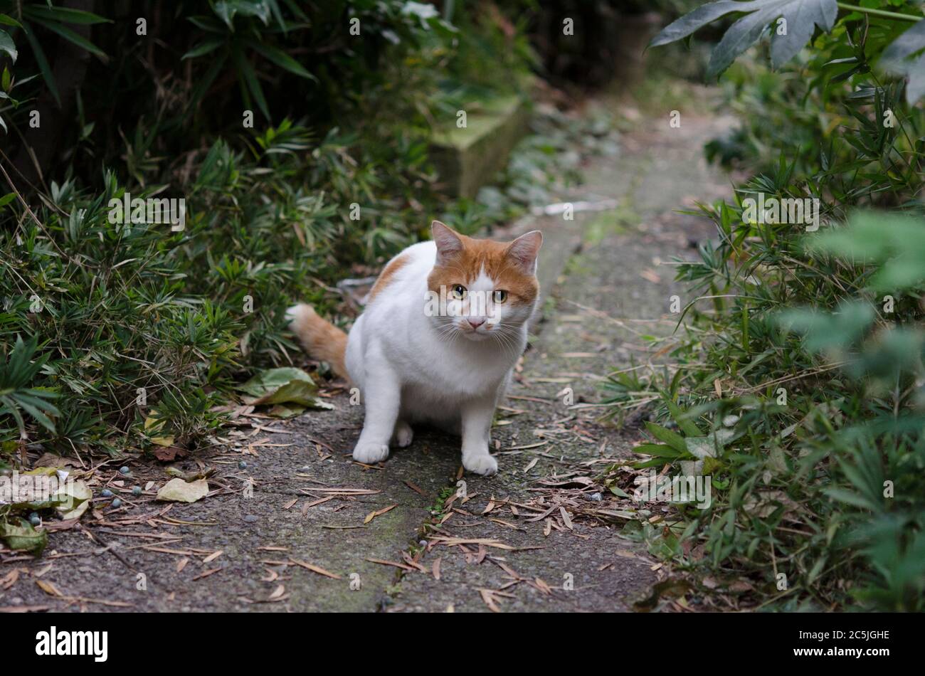 Stray Cat on a Path Stock Photo - Alamy