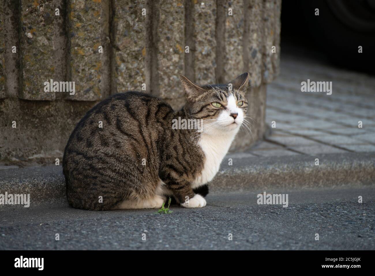 Lovable stray hi-res stock photography and images - Alamy