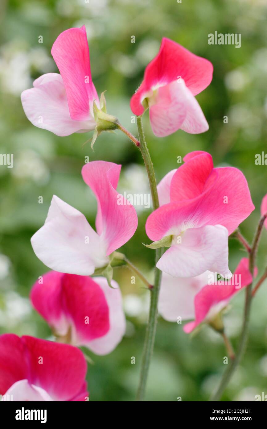 Red riding hood flower hi-res stock photography and images - Alamy