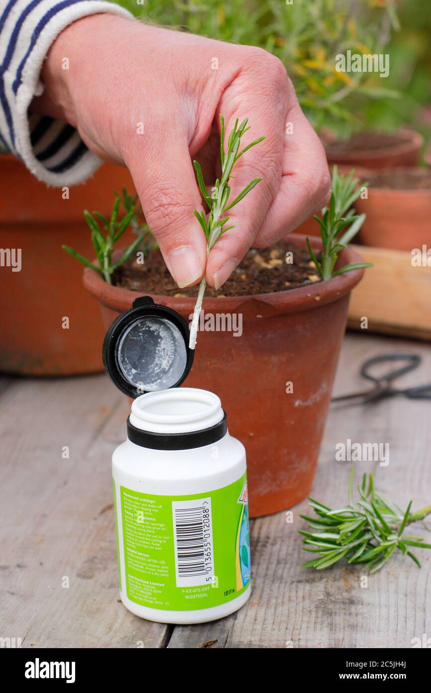 Rosmarinus officinalis propagation. Dipping rosemary cuttings in ...