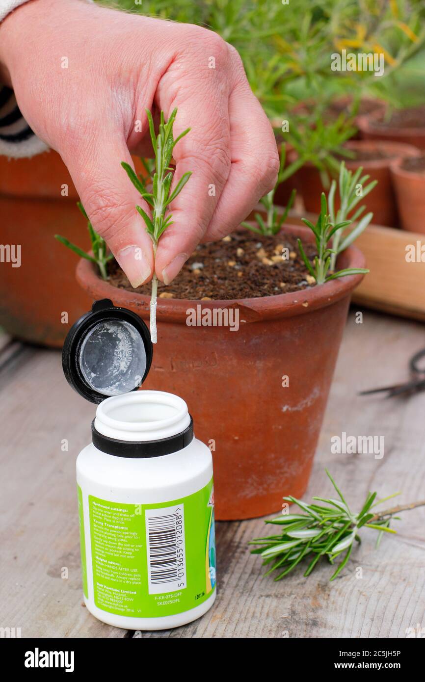 Rosmarinus officinalis propagation. Dipping rosemary cuttings in ...