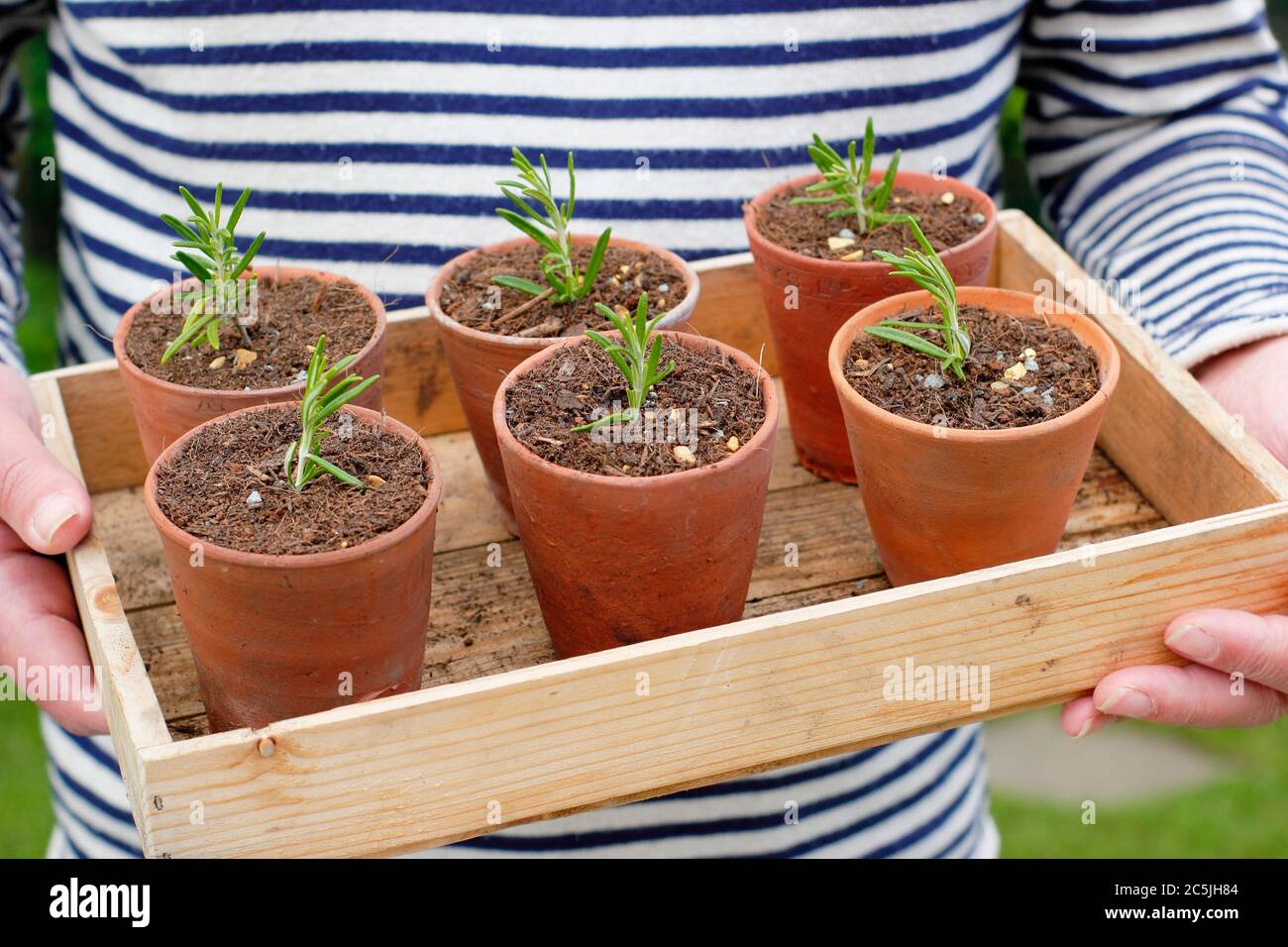 Rosmarinus officinalis. Propagating rosemary plants from softwood ...