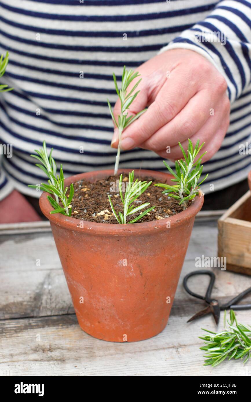 Rosmarinus officinalis. Propagating rosemary plants from softwood ...