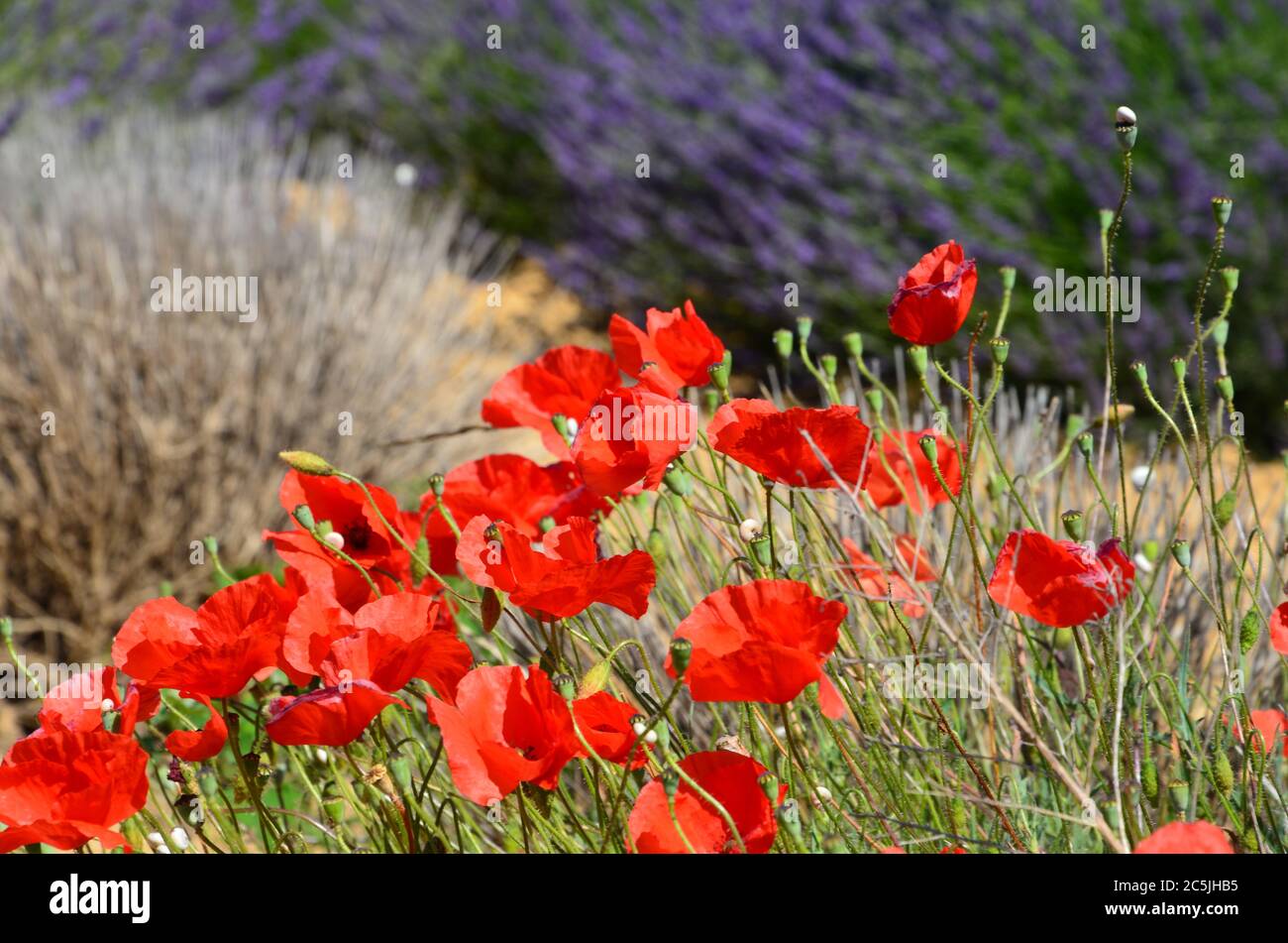 Lavender and poppies hi-res stock photography and images - Alamy