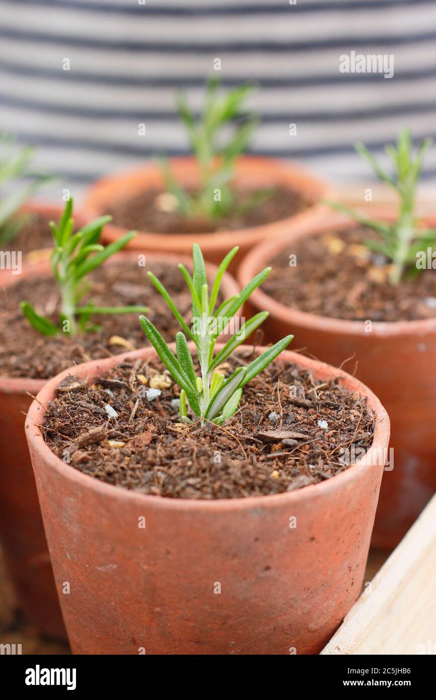 Rosmarinus officinalis. Propagating rosemary plants from cuttings by ...
