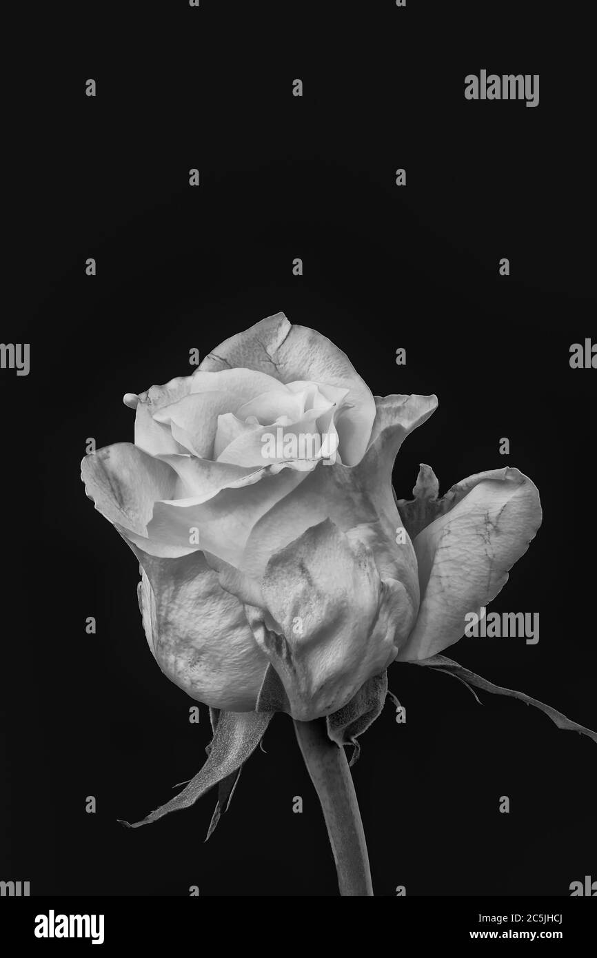 Single rose on stem Black and White Stock Photos & Images - Alamy