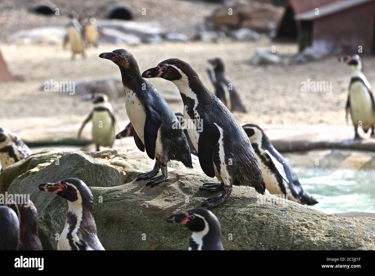 Worlds oldest scientific zoo hi-res stock photography and images - Alamy