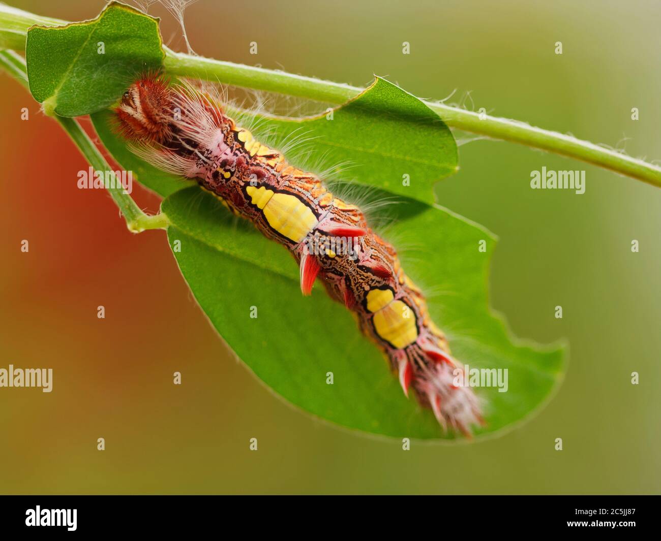 Caterpillar morpho peleides hi-res stock photography and images - Alamy