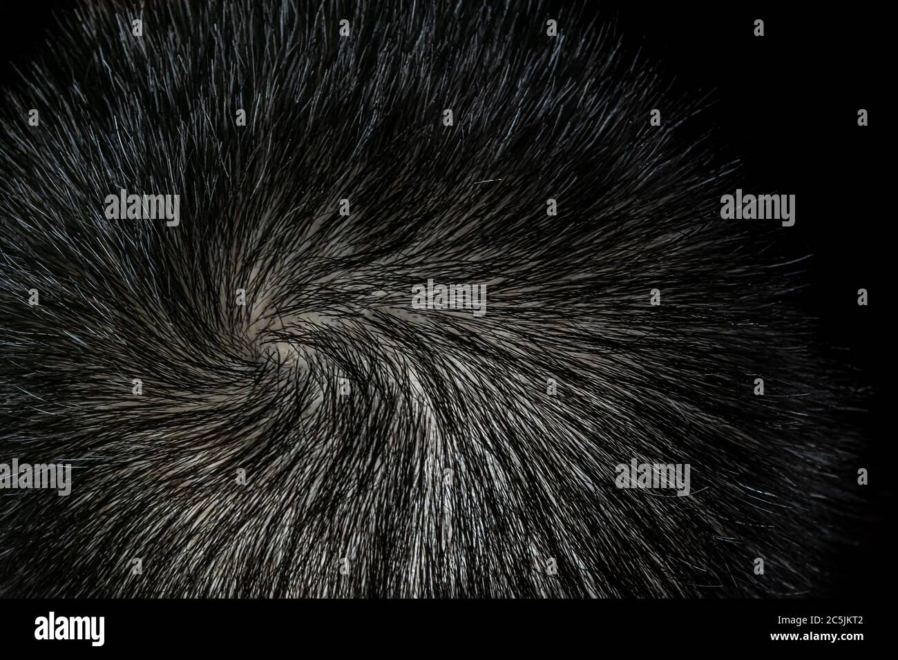 The texture of the hair on the human head. Macro. The crown of the head ...