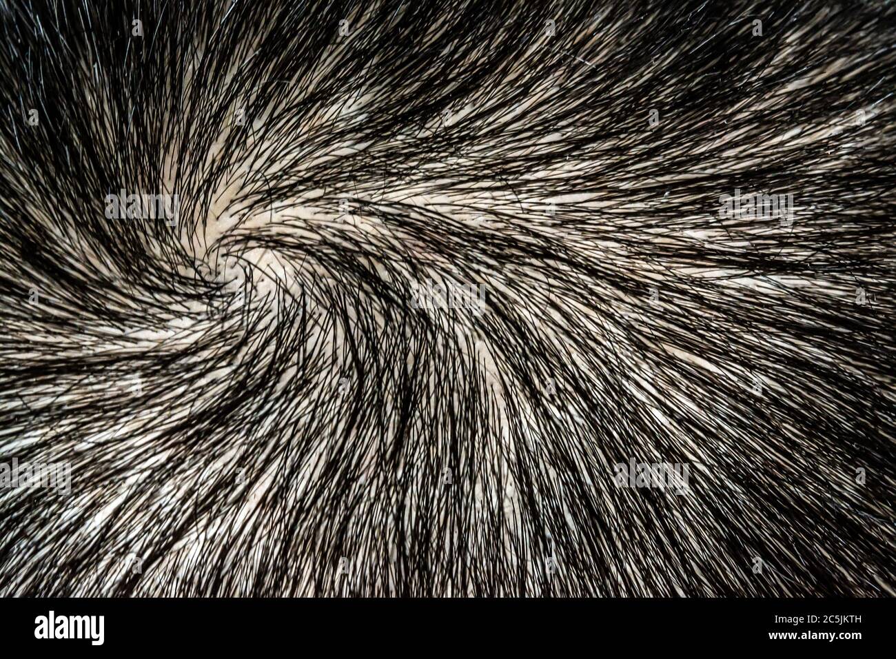 The texture of the hair on the human head. Macro. The crown of the head ...