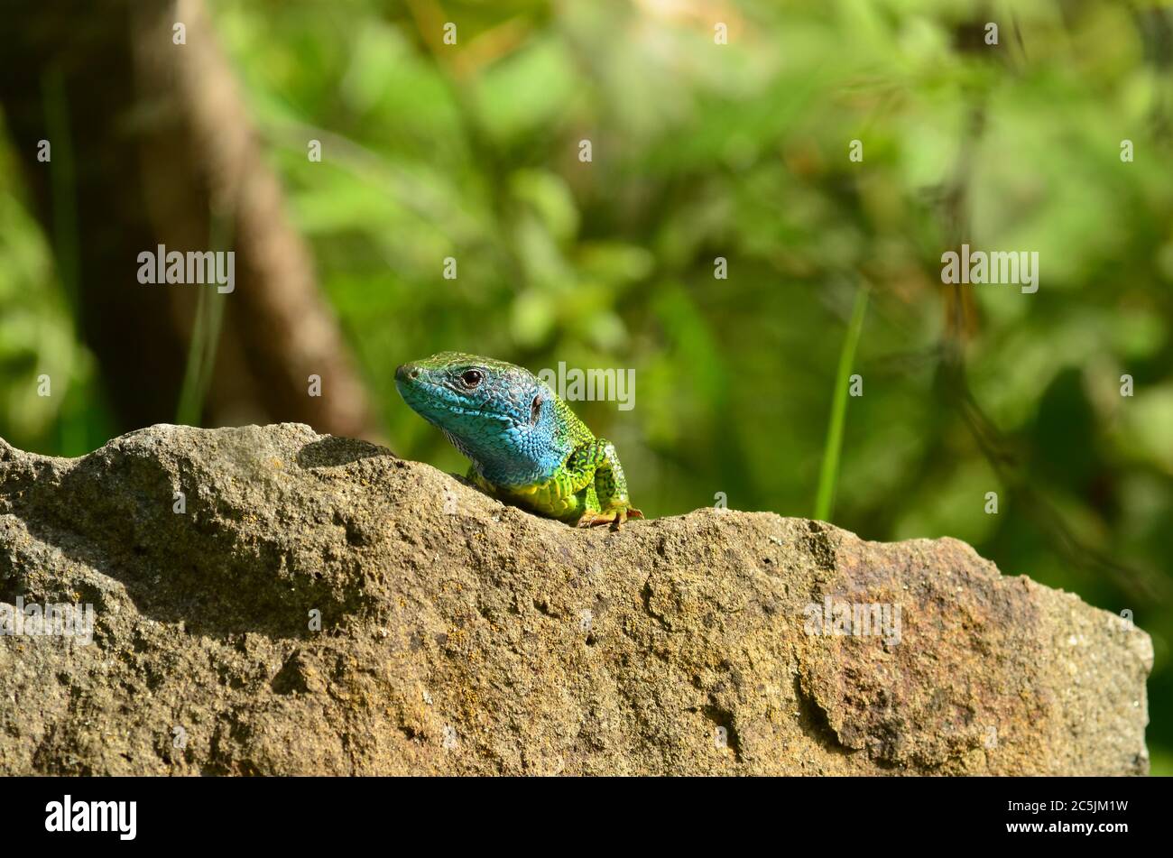 European Green lizard or Lacerta viridis, male with charateristic ...